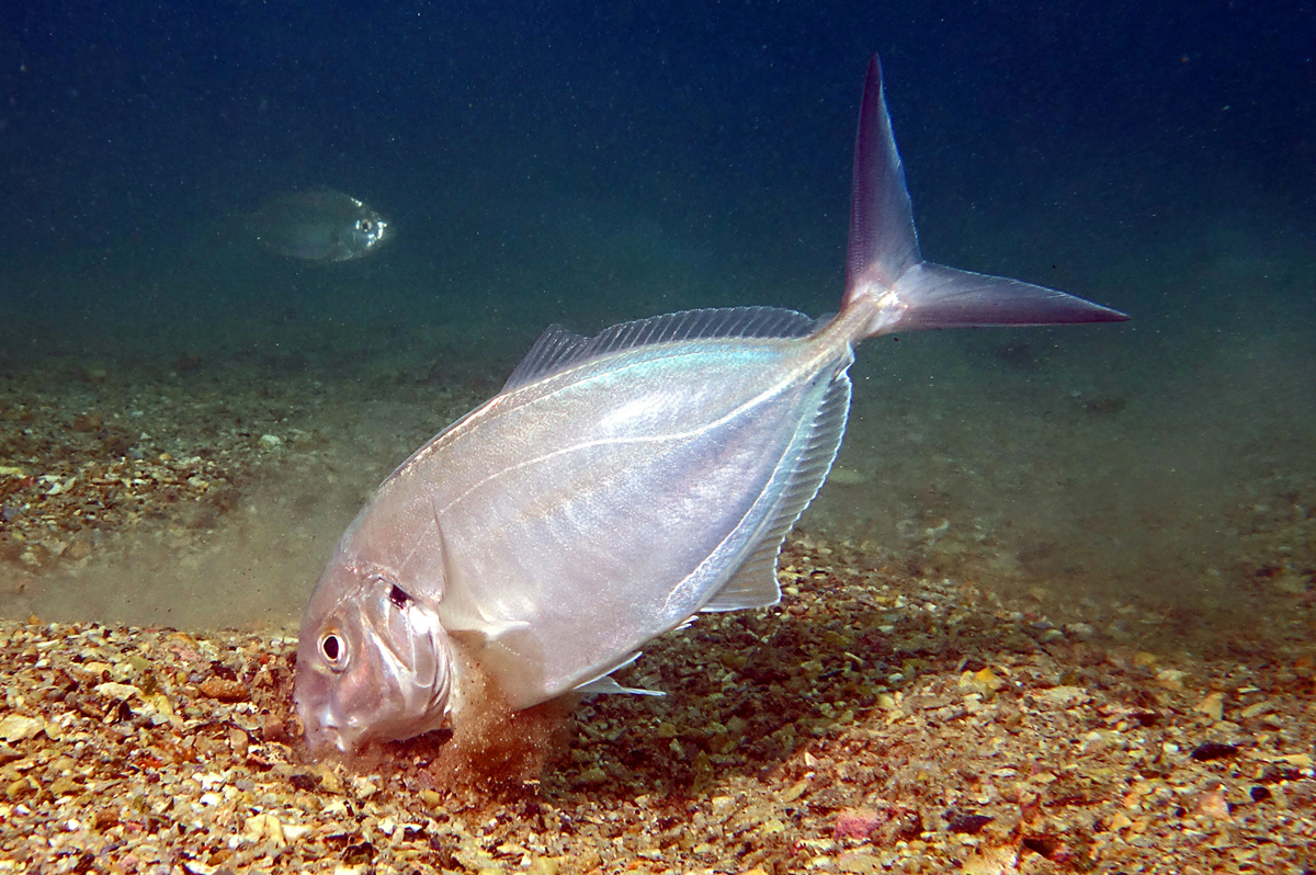 TARGETING TREVALLY – Active Angling New Zealand