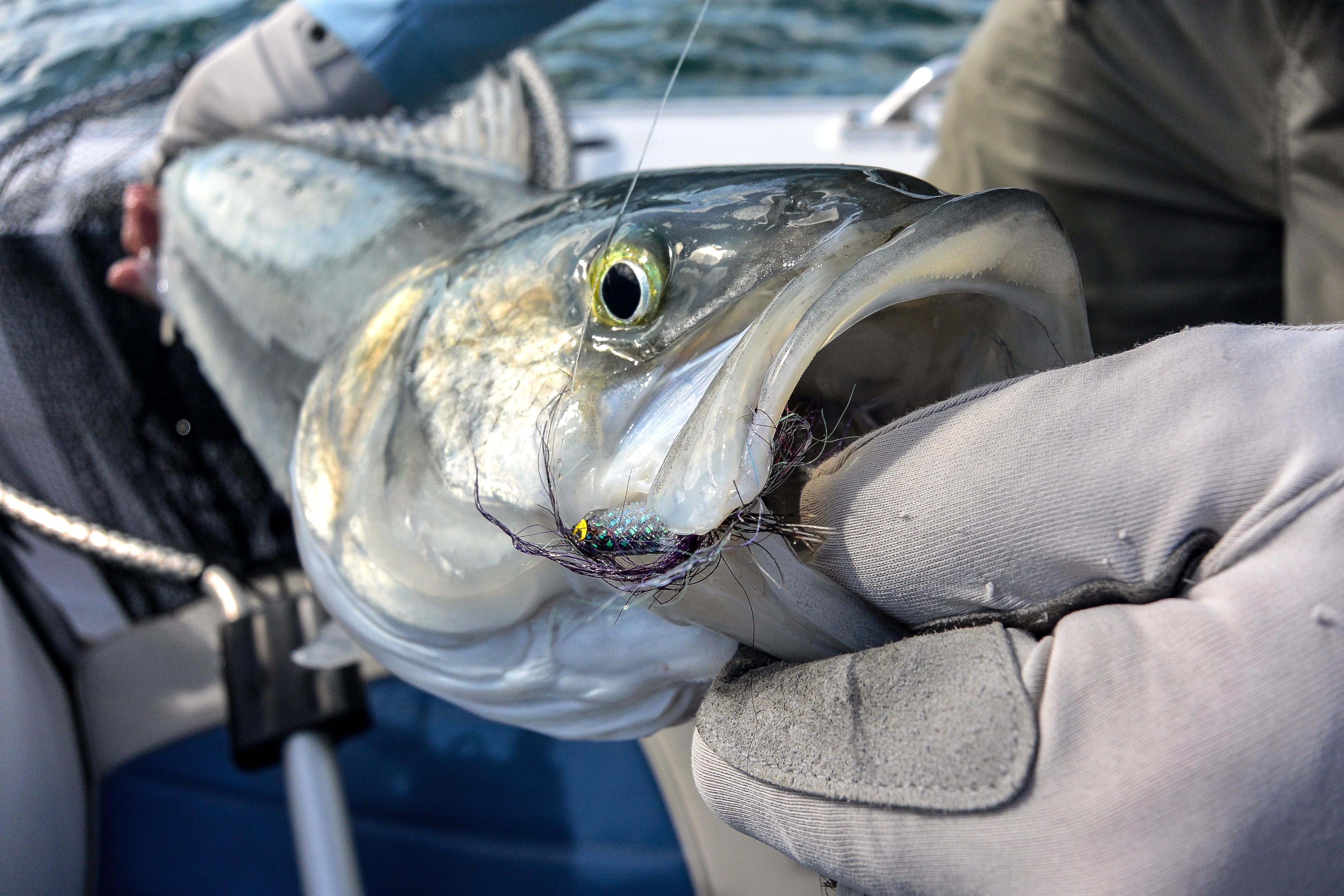 LEADERS FOR SALTWATER FLY FISHING – Active Angling New Zealand