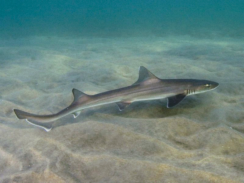 VIDEO – SMOOTH HOUND IN THE SHALLOWS – Active Angling New Zealand