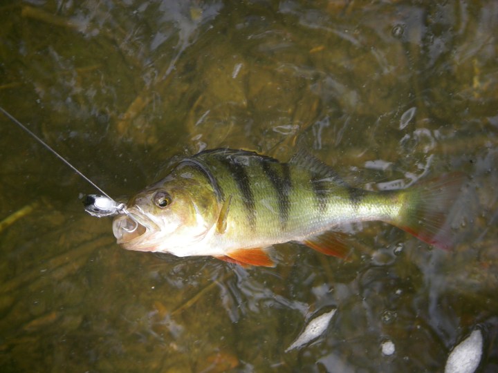 WHAT DO PERCH EAT? – Active Angling New Zealand