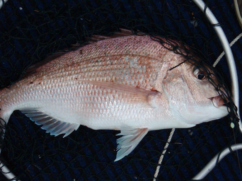 THE LEDGER RIG JIG – Active Angling New Zealand