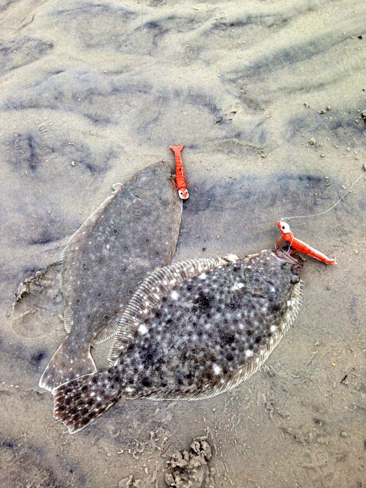 UNDERSTANDING FLOUNDER AND OTHER FLATFISH – Active Angling New Zealand