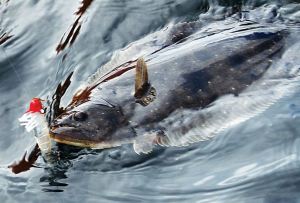 UNDERSTANDING FLOUNDER AND OTHER FLATFISH – Active Angling New Zealand