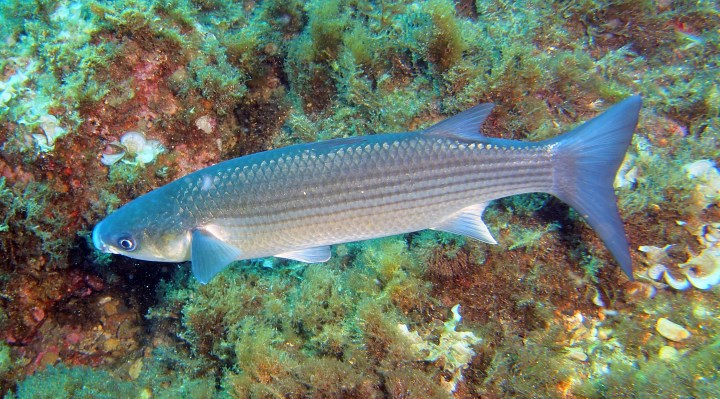 TARGETING GREY MULLET – Active Angling New Zealand