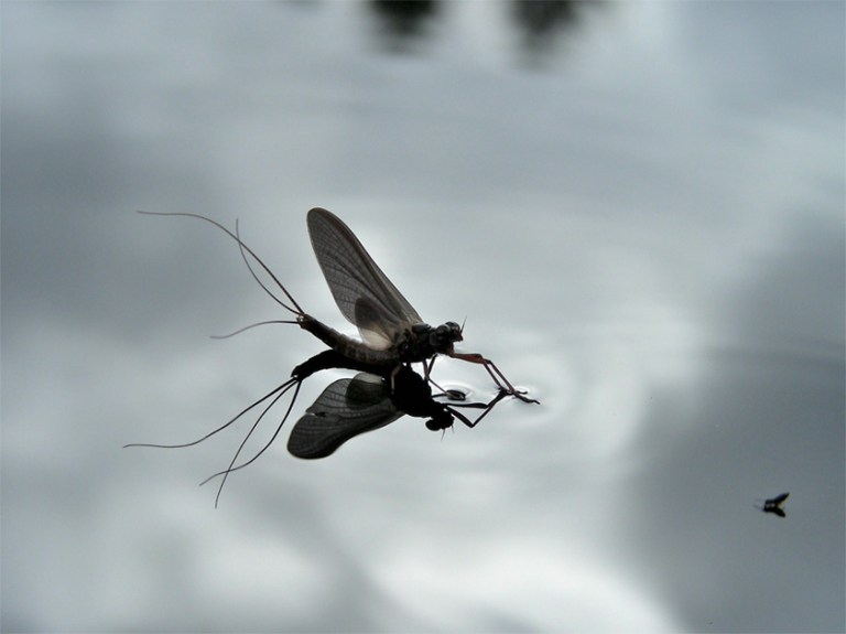 HOW FISH USE THEIR LATERAL LINE – Active Angling New Zealand