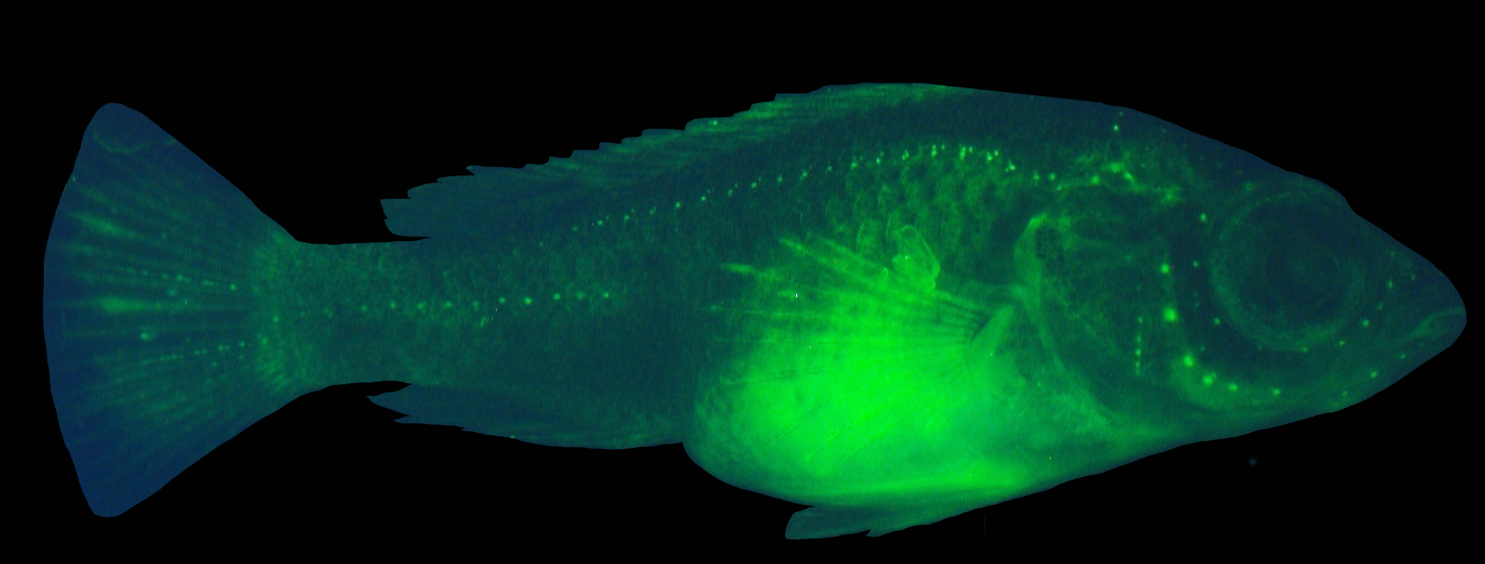 HOW FISH USE THEIR LATERAL LINE – Active Angling New Zealand