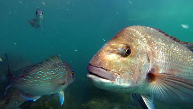 VIDEO – BERLEY TRAIL MAGIC – Active Angling New Zealand