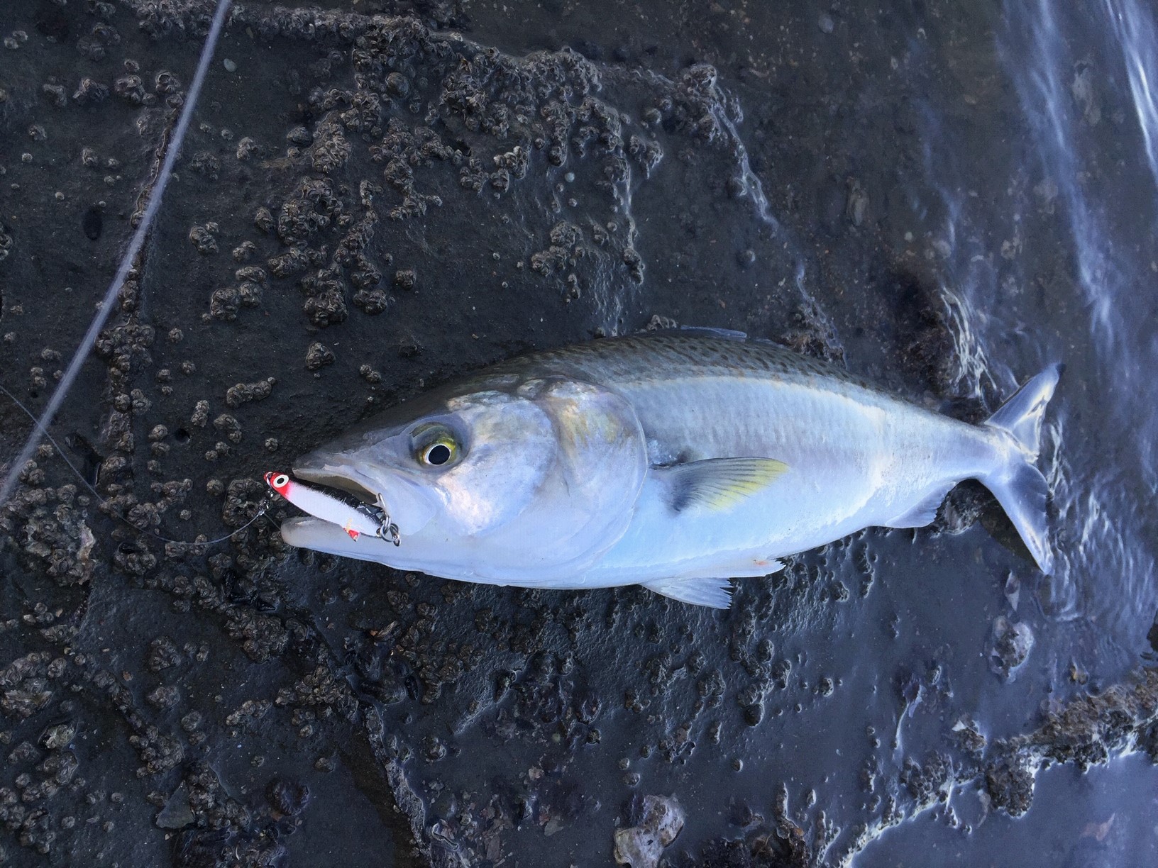 Active Angling New Zealand