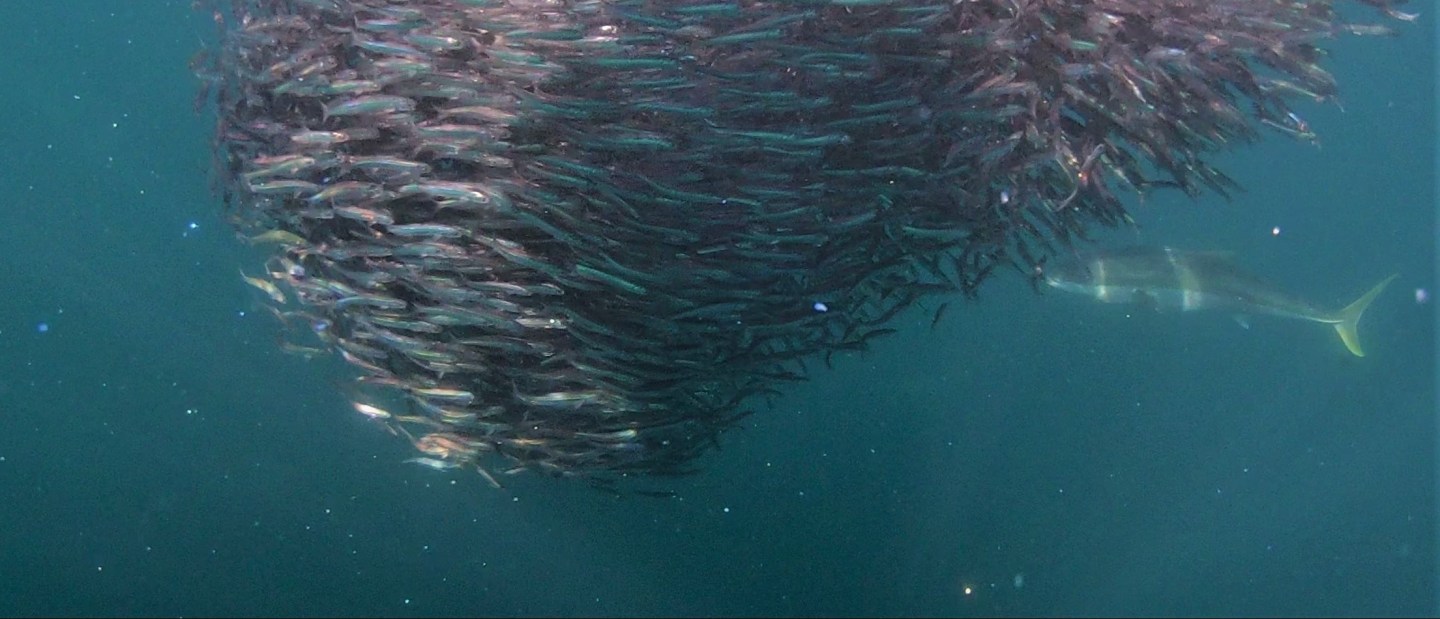 FISH DIGESTION AND HOW IT DRIVES FEEDING BEHAVIOUR – Active Angling New ...