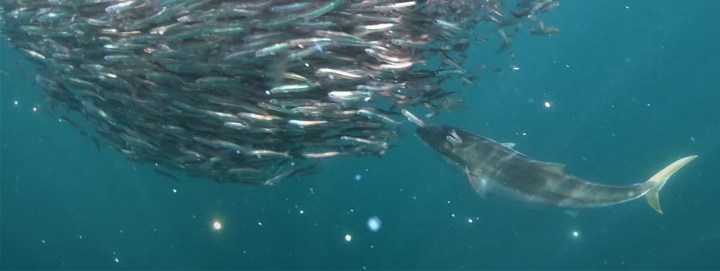 FISH DIGESTION AND HOW IT DRIVES FEEDING BEHAVIOUR – Active Angling New ...