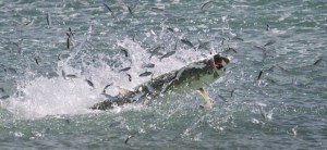 FISH DIGESTION AND HOW IT DRIVES FEEDING BEHAVIOUR – Active Angling New ...